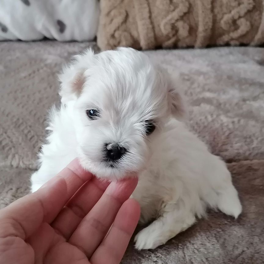 Щенки мальтийской болонки