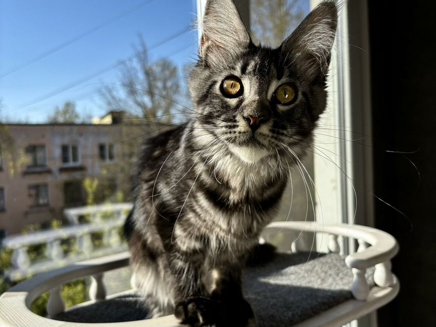 Кошка