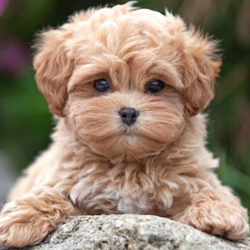 Мальтипу, щенок