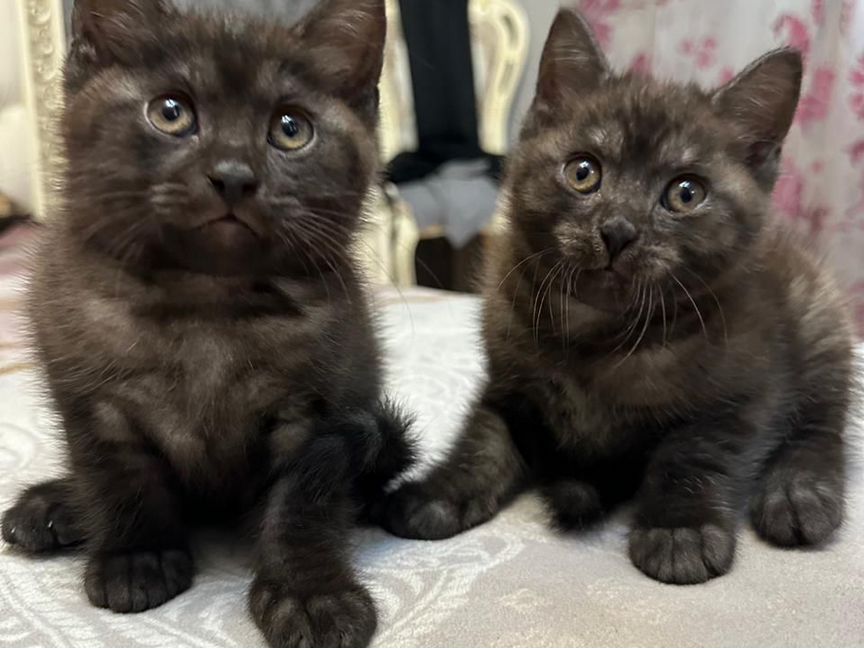 Котята от британской кошки Черный Дым