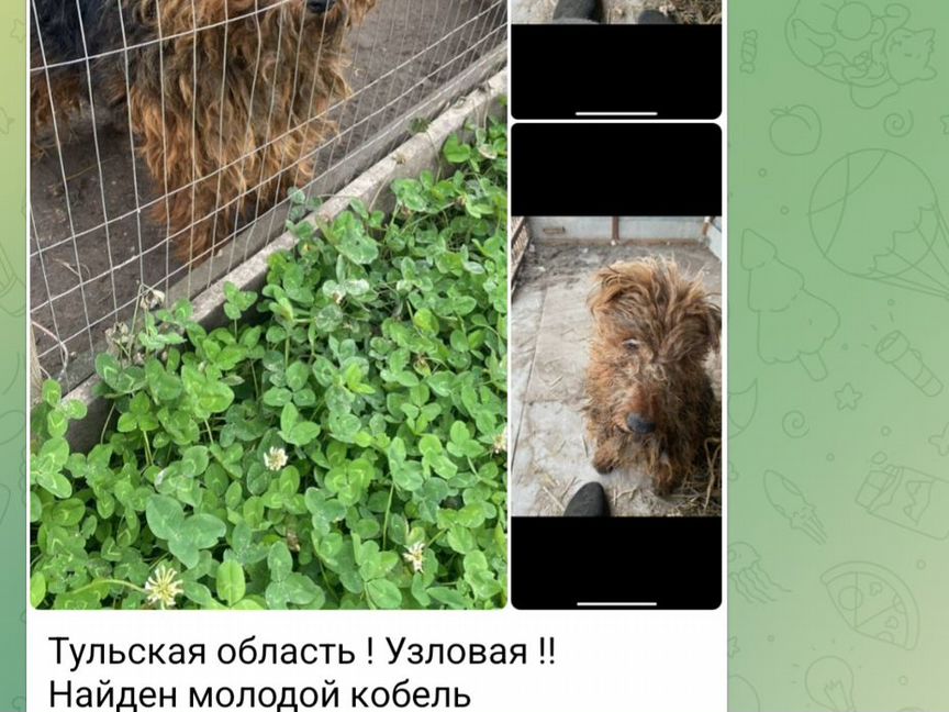 Вельштерьер в добрые руки