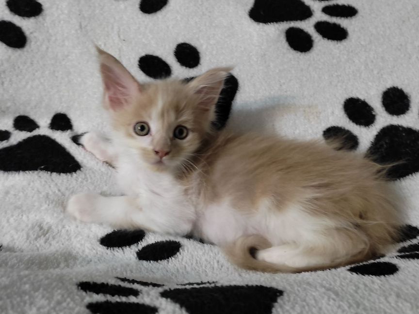 Кошка