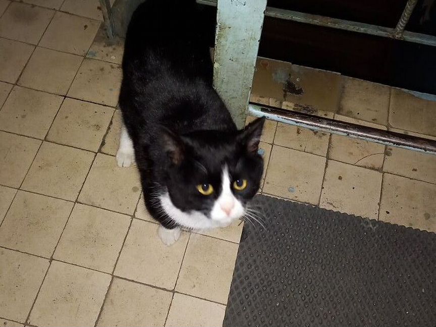 Котики бесплатно в добрые руки