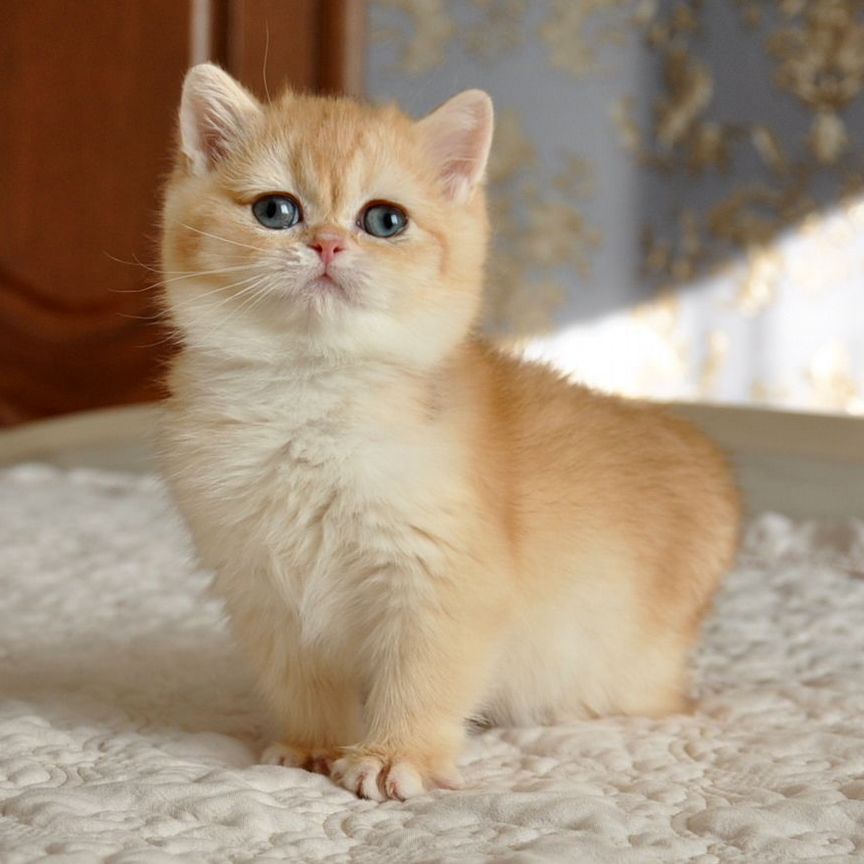 Котик британская шиншилла