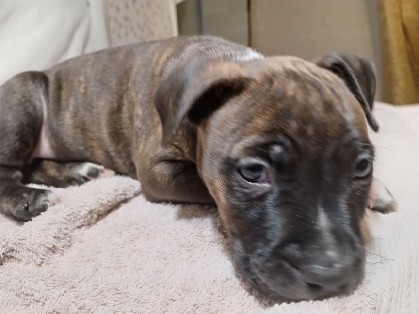 Щенки стаффорда