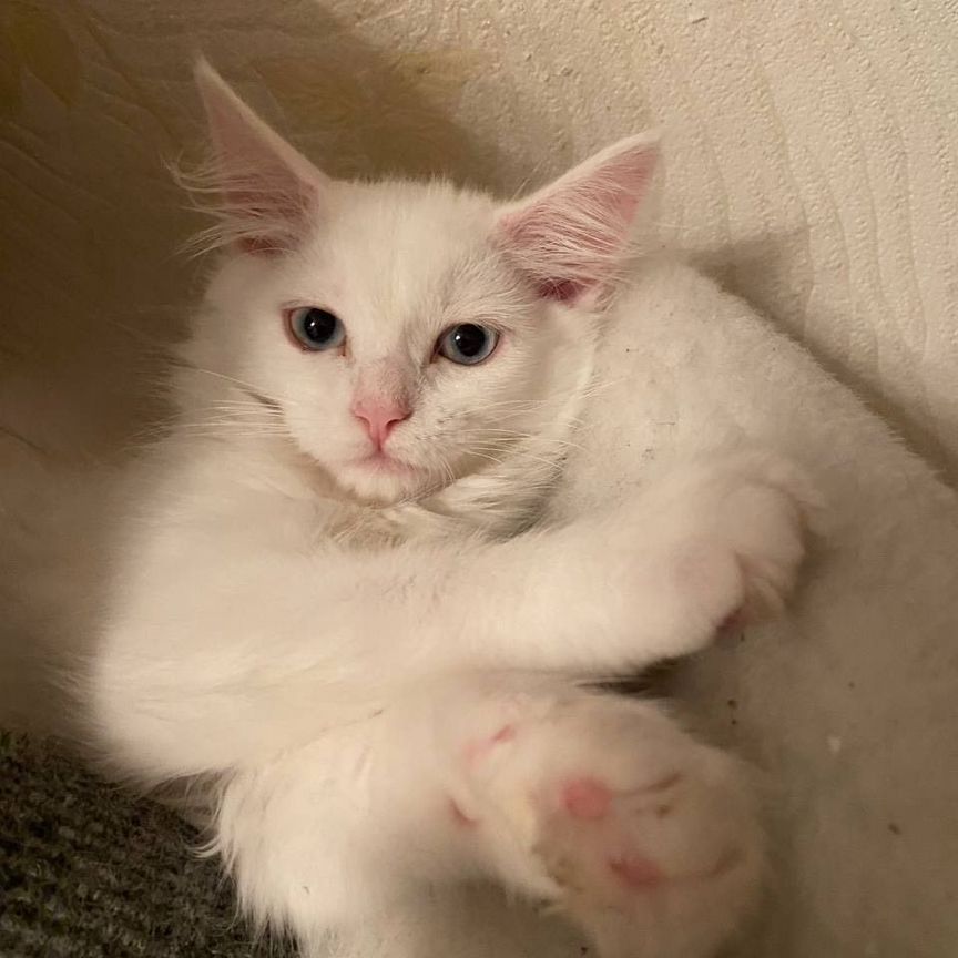 Мейн-кун девочка