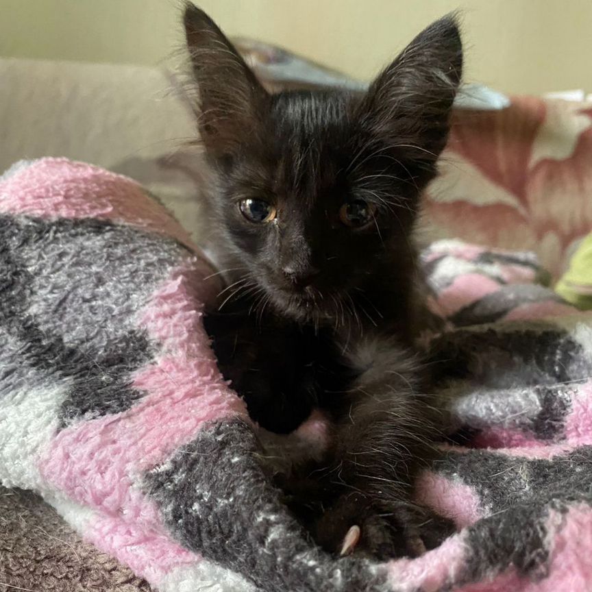 Котик мальчик бесплатно