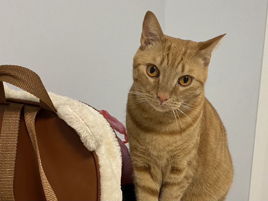 Отдам кота в добрые руки