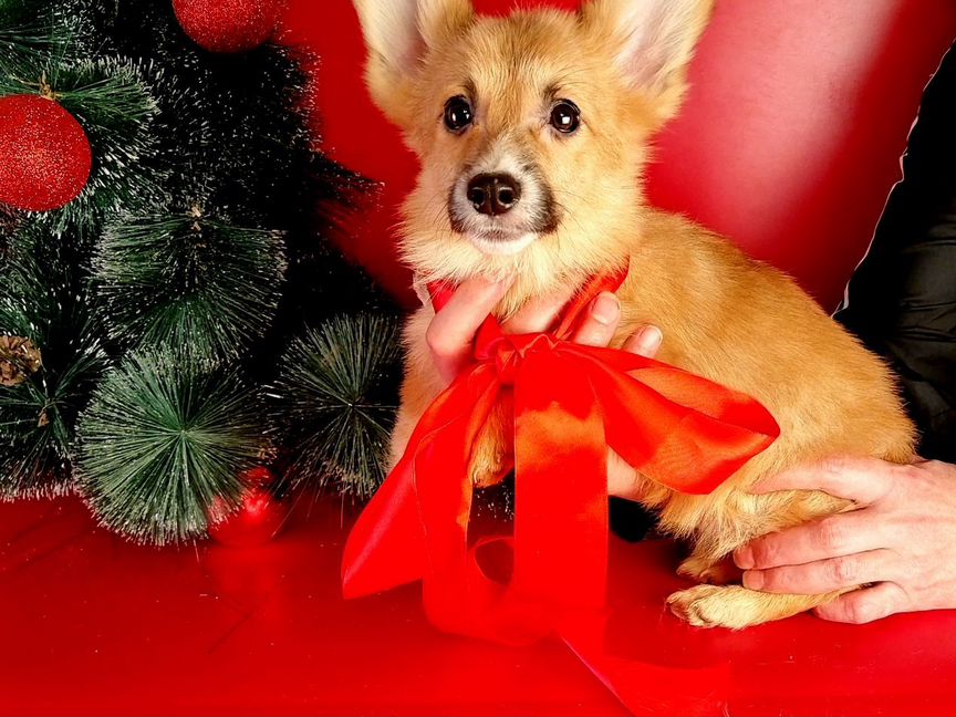 Корги. 3 мес