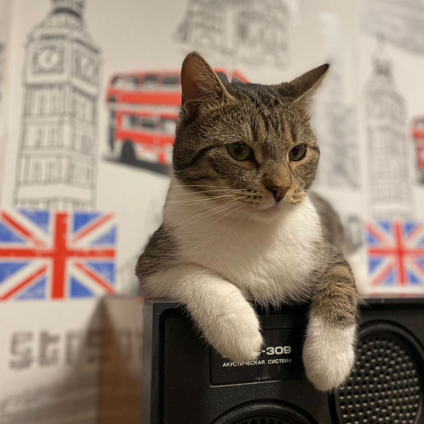 Котик Барсик ищет семью для постоянного проживания