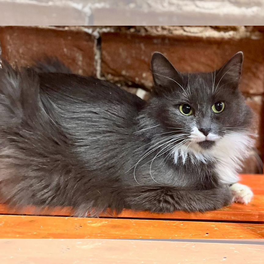 Взрослая кошка в добрые руки