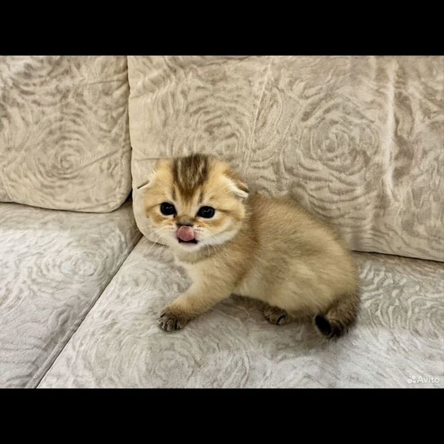 Шотландская золотая шиншилла вислоухая