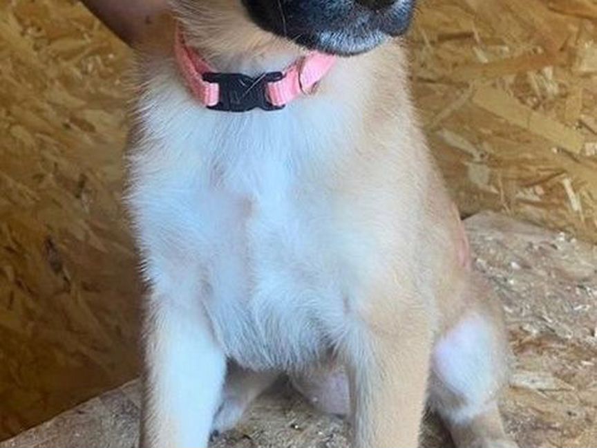 Щенки на выбор