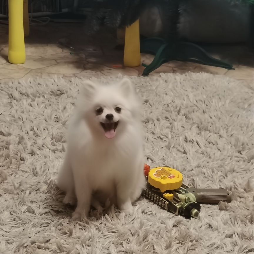 Померанский шпиц, щенок