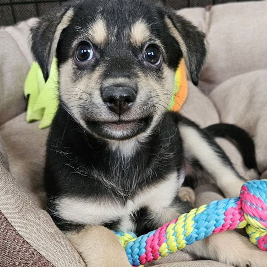 Щенок в добрые руки