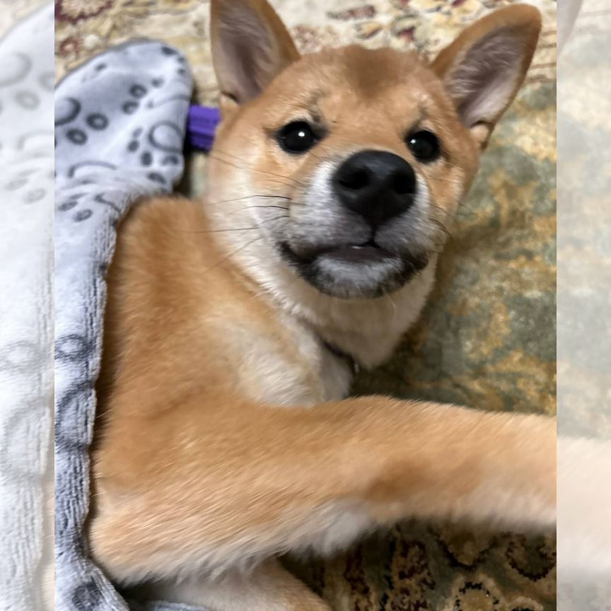 Сиба-ину, щенок