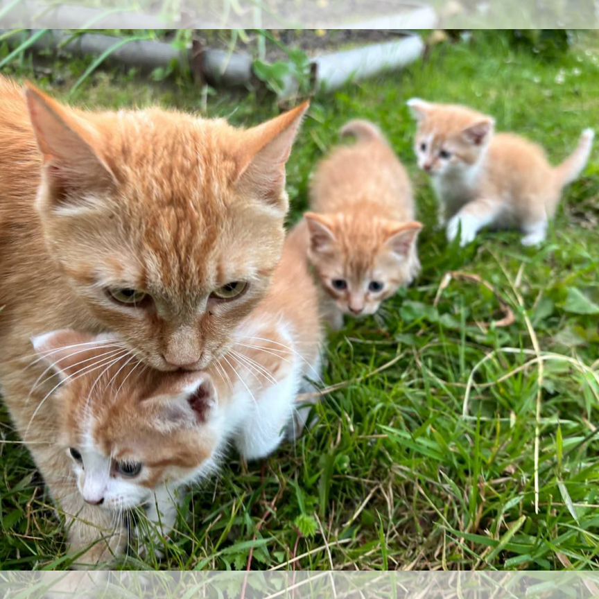 Котята в добрые руки