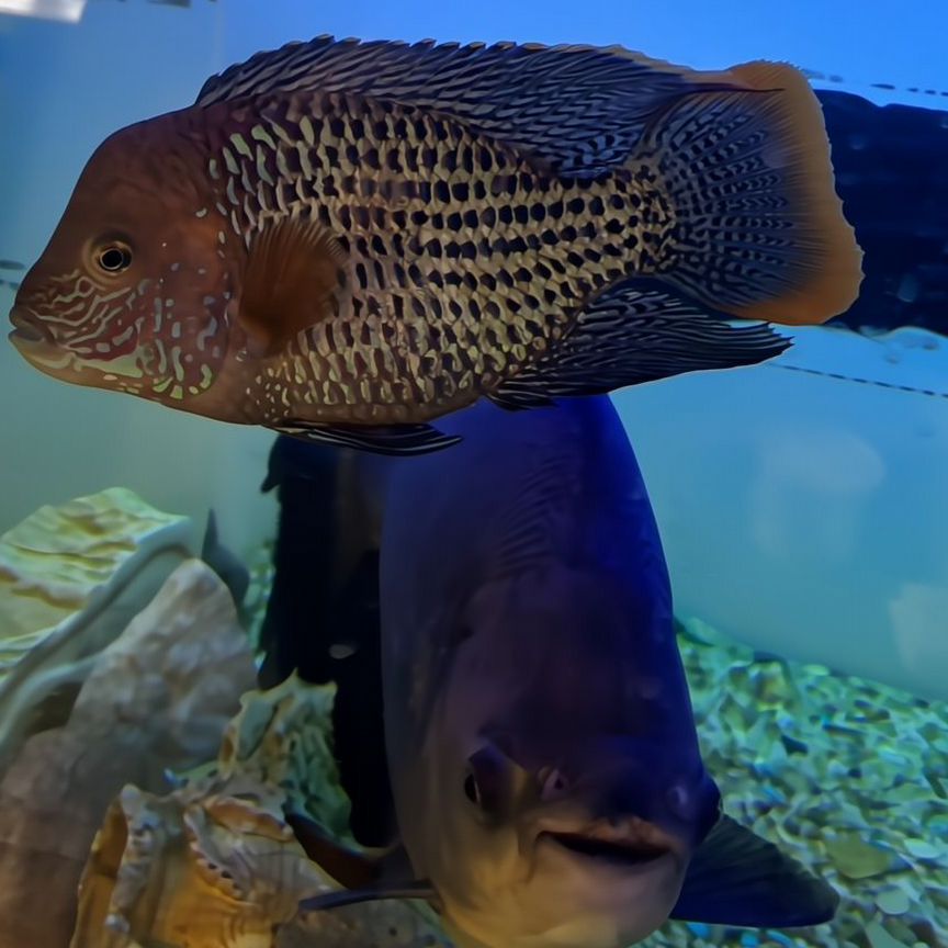 Акара бирюзовая