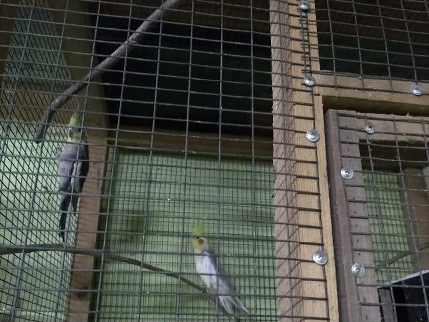 Попугай корелла