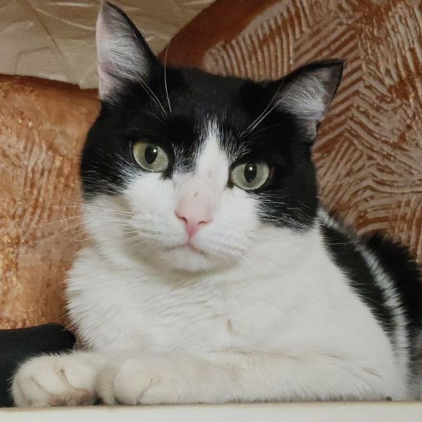 Взрослая, Девочка кошка в добрые руки