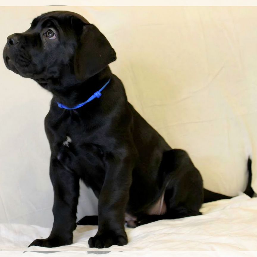 Кане-корсо, щенок