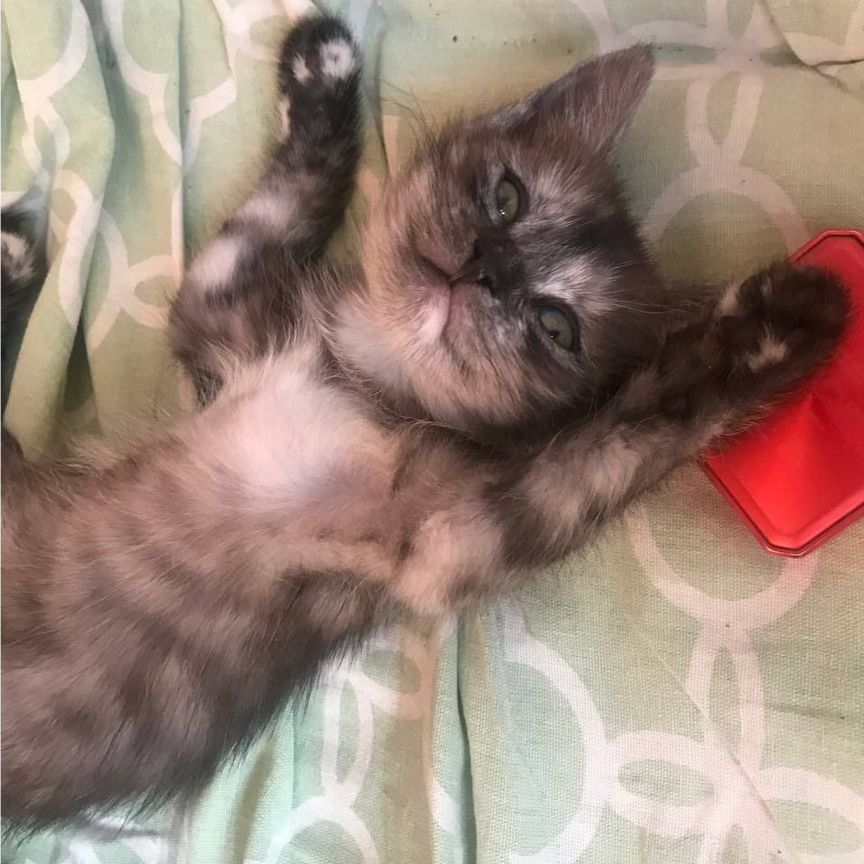 Котята в добрые руки бесплатно девочка