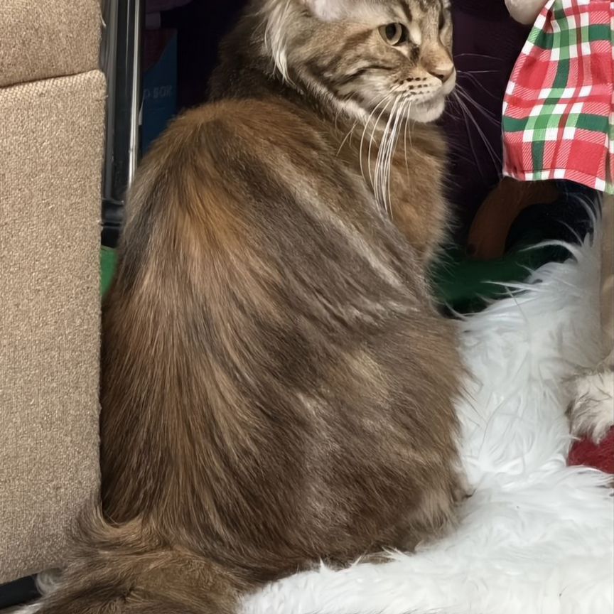 Мейн-кун, взрослая кошка