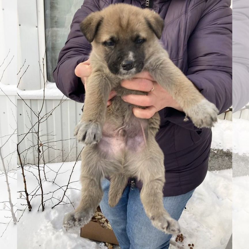 Щенок в добрые руки