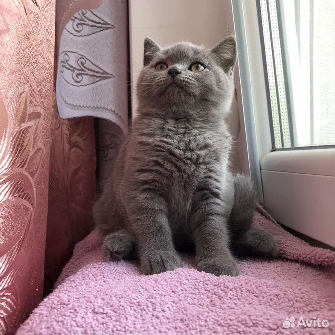 Шотландские котята прямоушки
