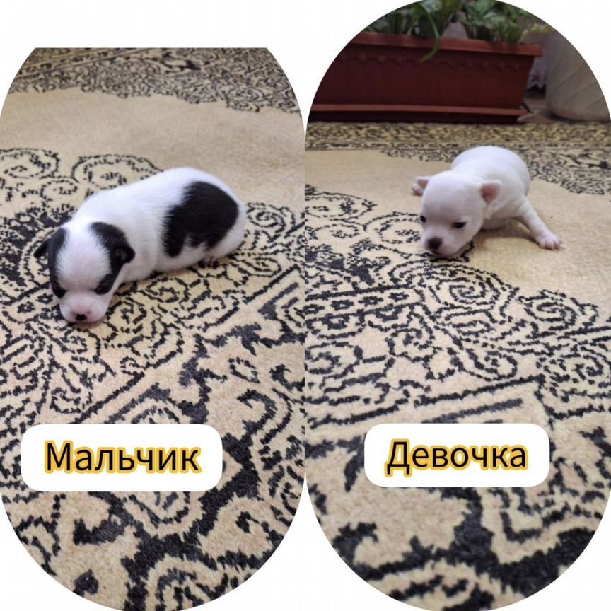 Бронь щенки чихуахуа