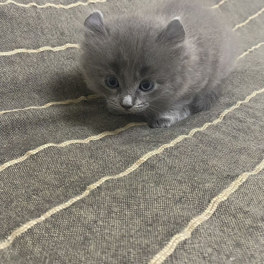 Американский керл котята