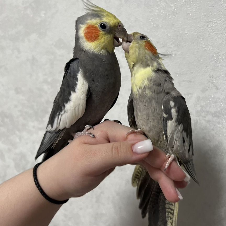 Попугай Корелла