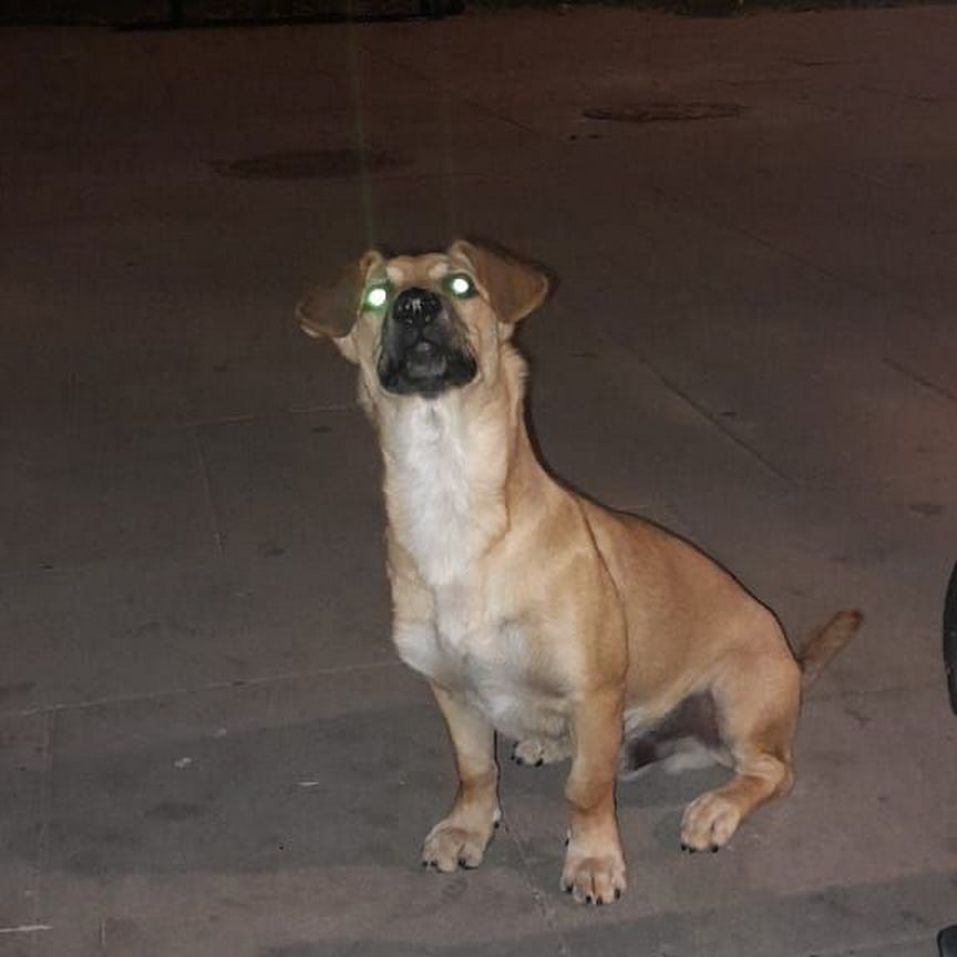 Бегает таксенышь ищем хозяина ему