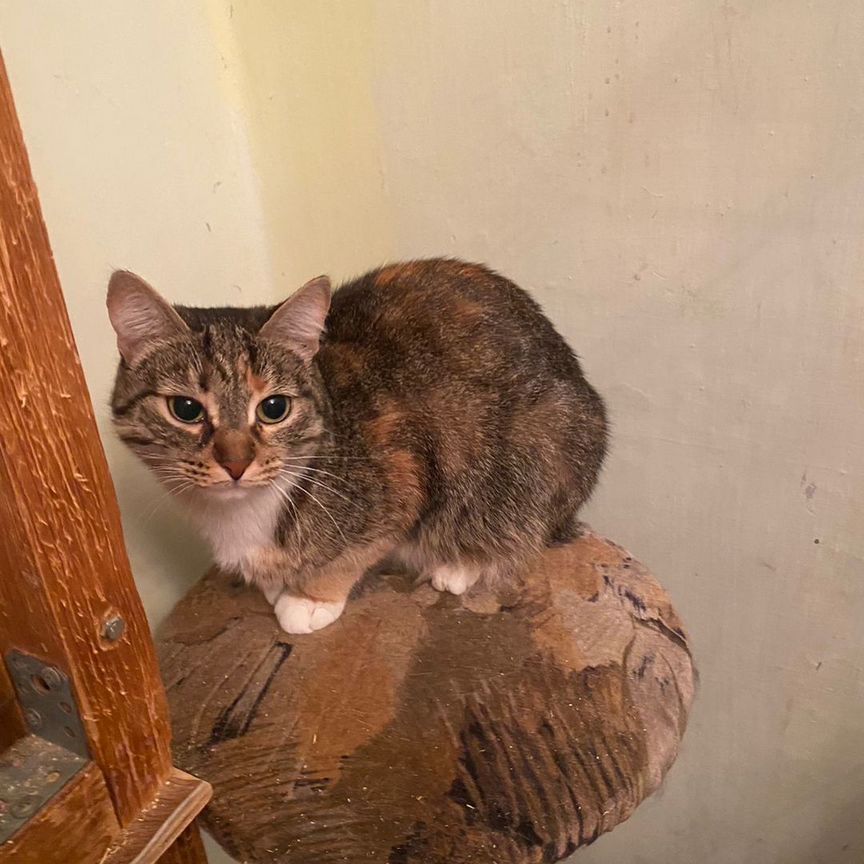 Ласковая трехцветочка Джина в добрый дом