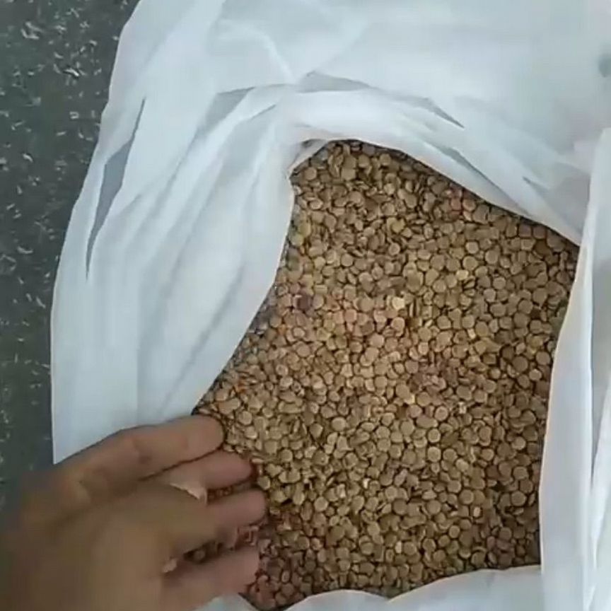 Чечевица красная