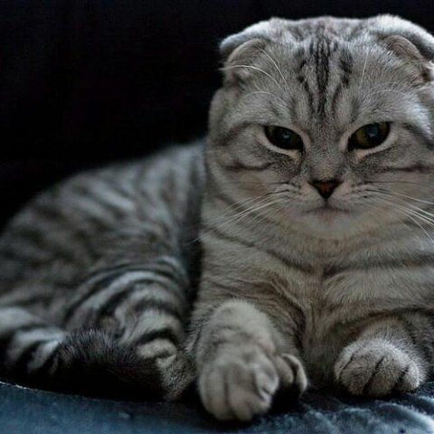 Кошка шатланская вислоухая
