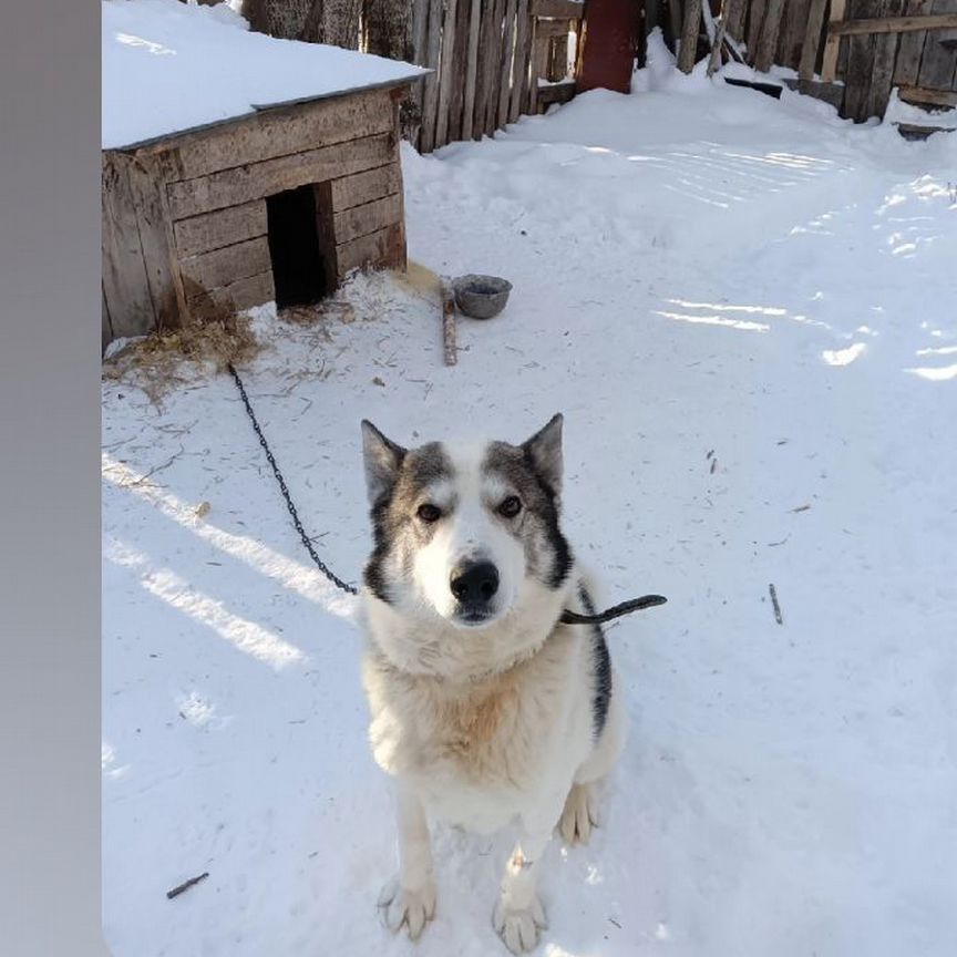 Собака в добрые руки