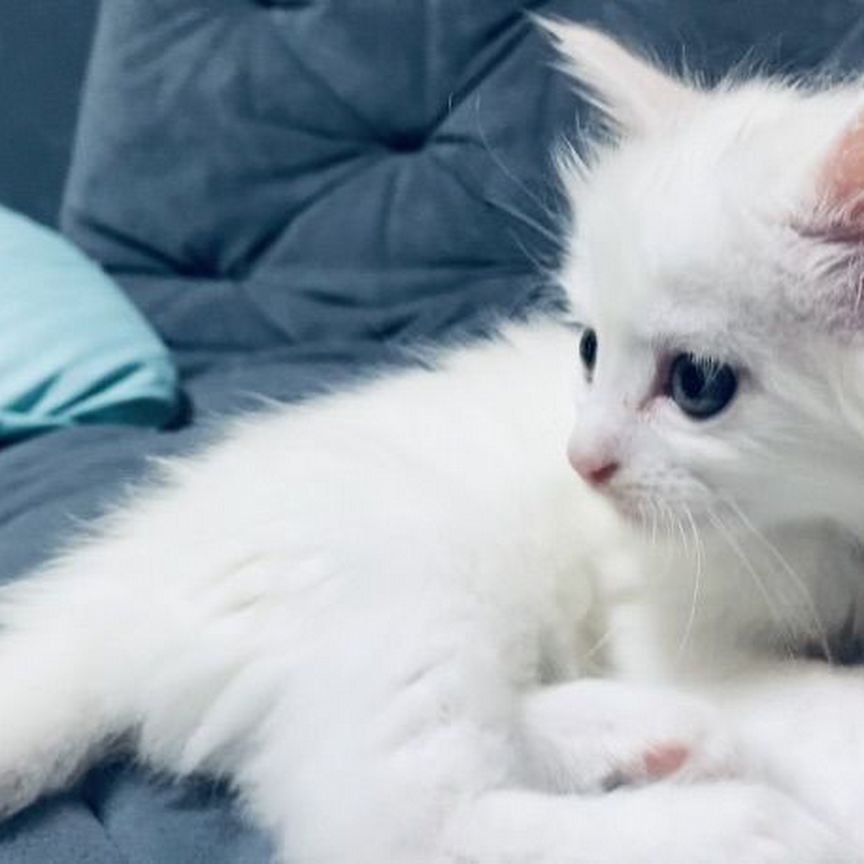 Милый котик