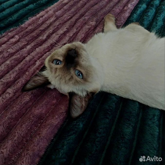 Отдам тайского котёнка