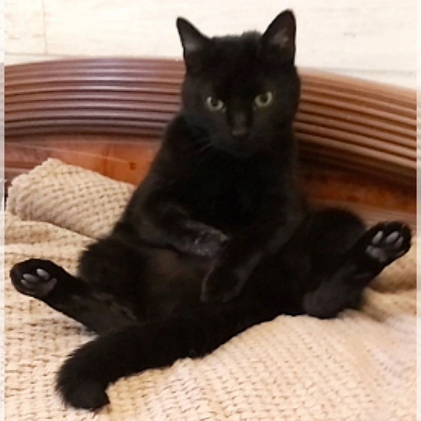 Отдам котика в добрые руки
