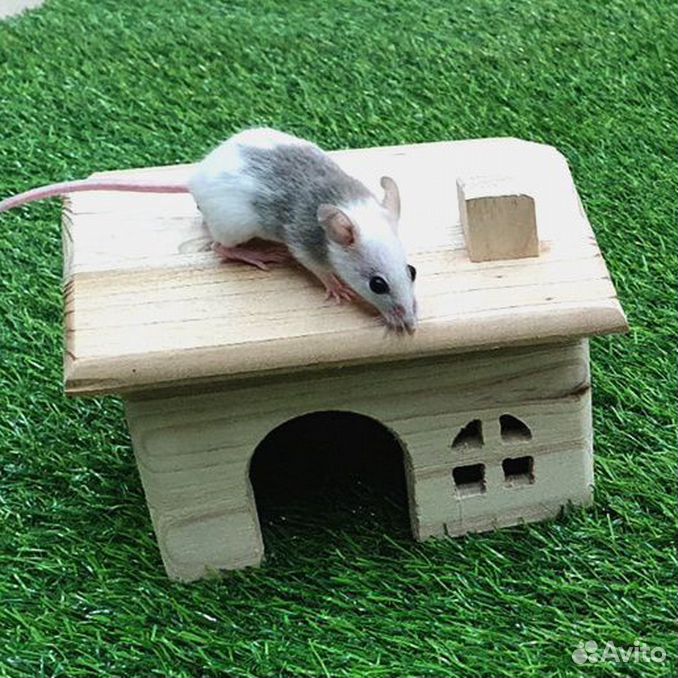 Мастомис натальсккая мышь