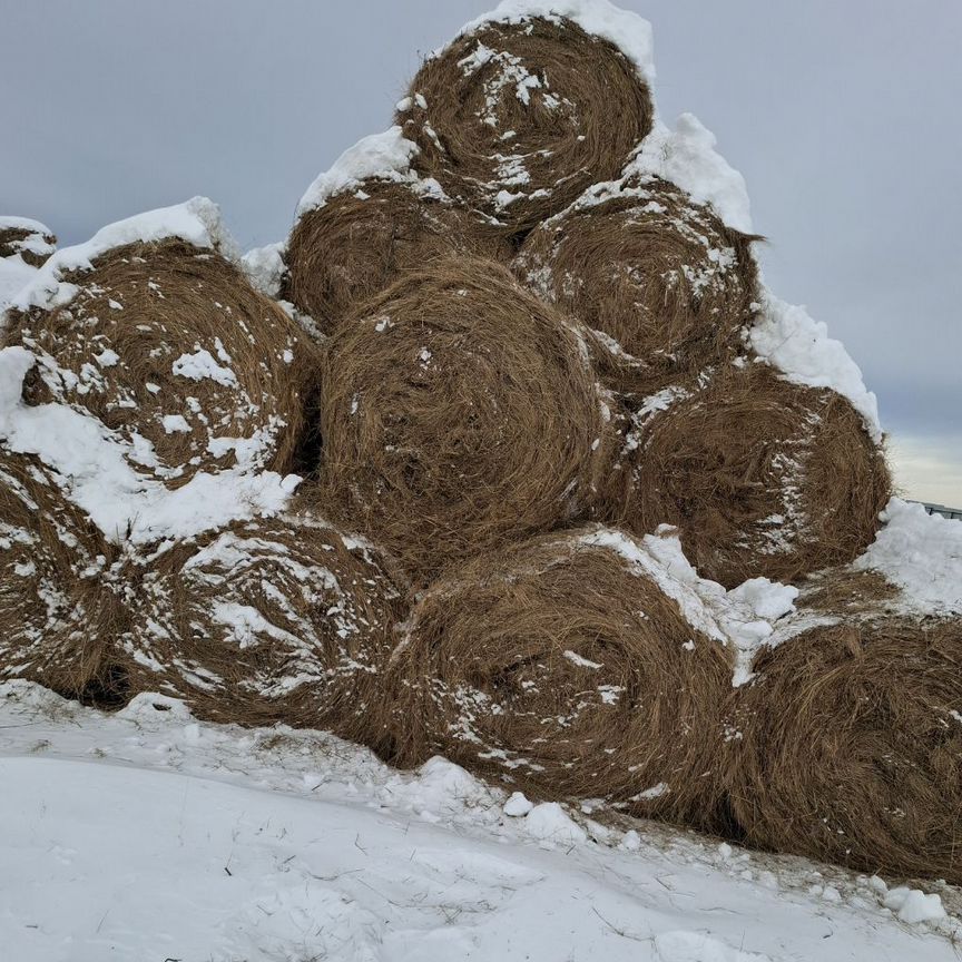 Сено в рулонах