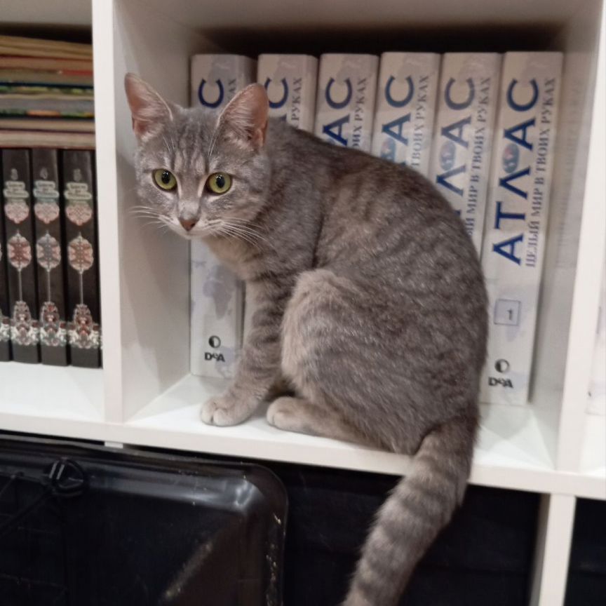 Девочка стерилизована