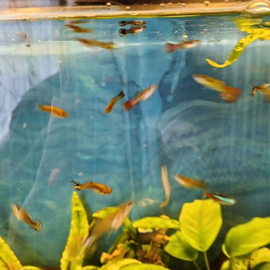 Аквариумные рыбки гуппи