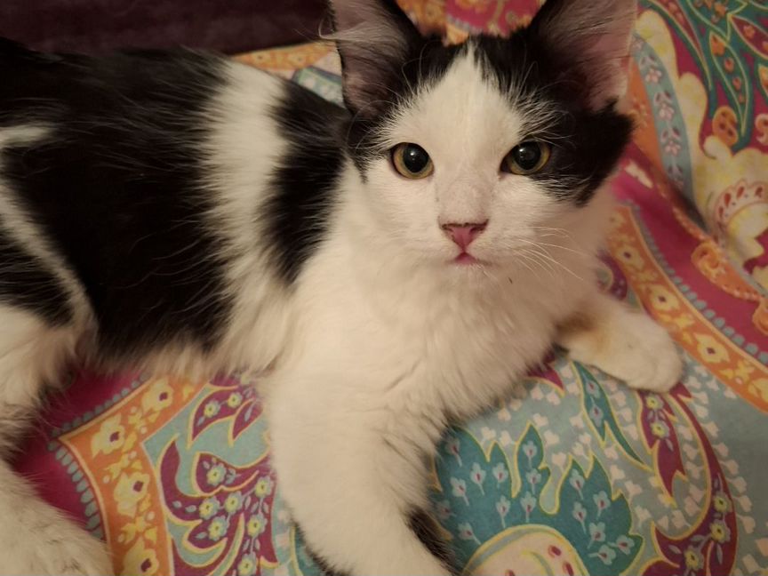 Котёнок Гоша