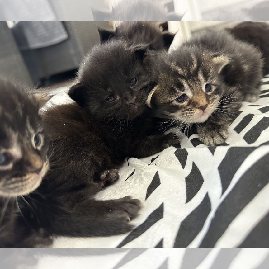 Мейн-кун котёнок