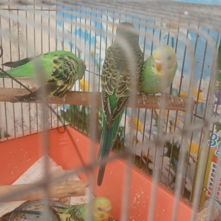 Волнистый попугай