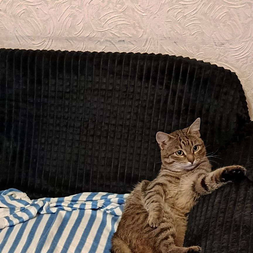 Это Барсик )