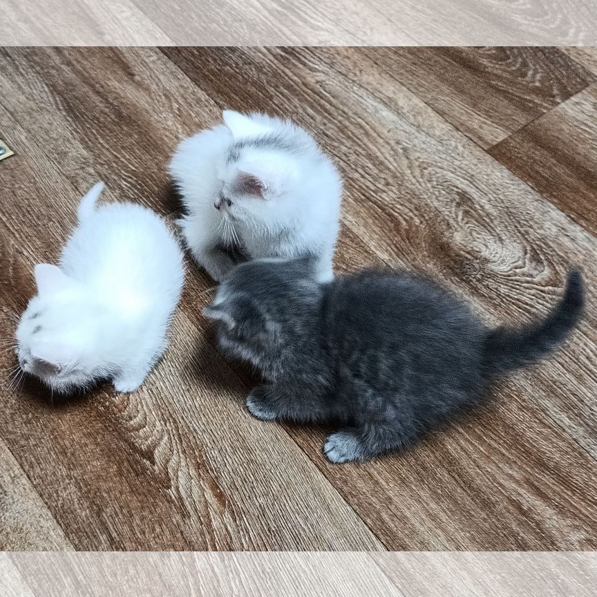 Котята отдам в добрые руки бесплатно