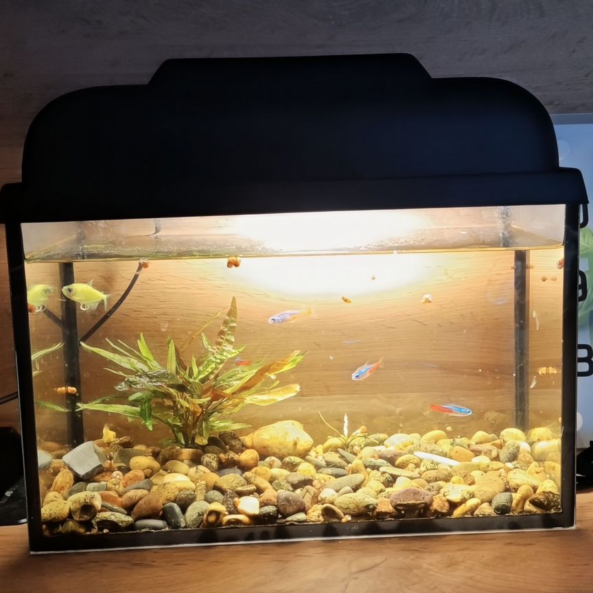 Аквариум с рыбками